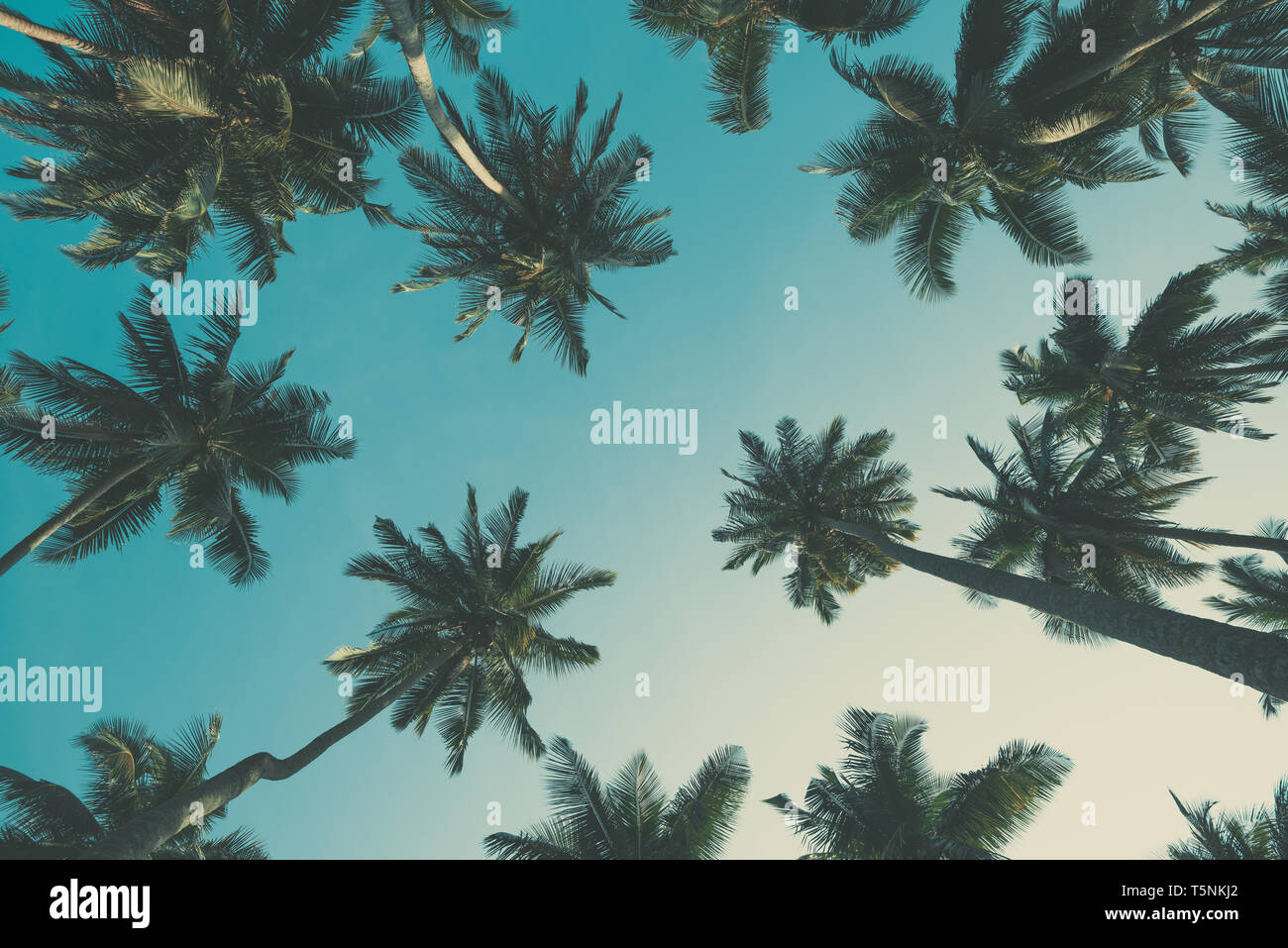 Palm tree view from ground hi-res stock photography and images - Alamy