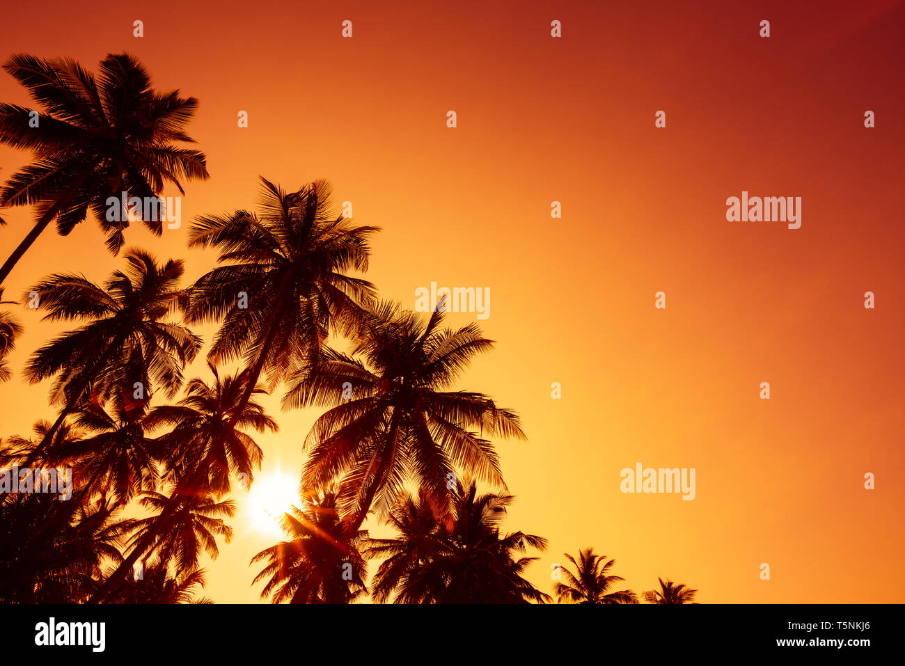 Palm trees silhouettes on tropical beach at summer warm vivid sunset ...