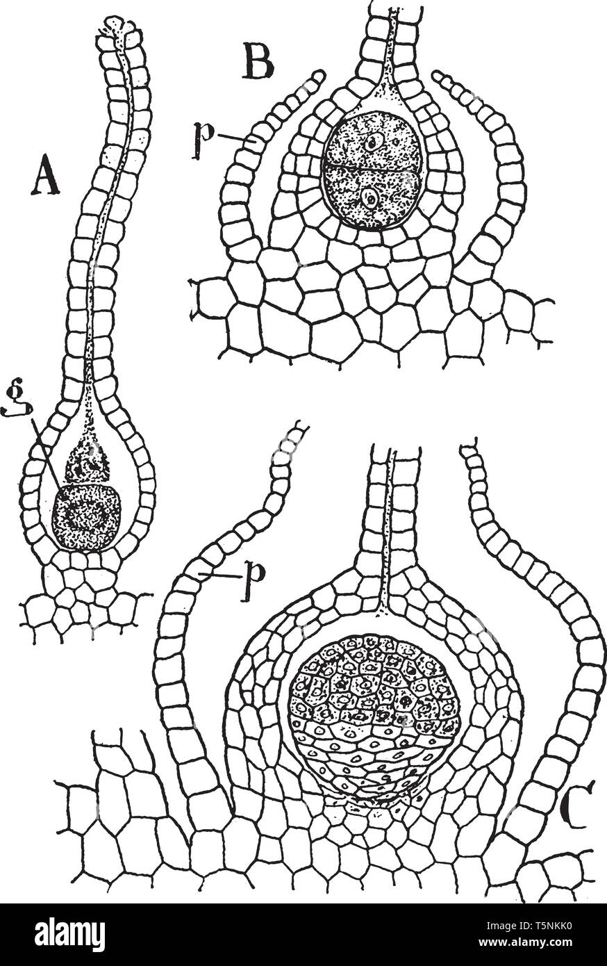 Gametes Stock Vector Images - Alamy