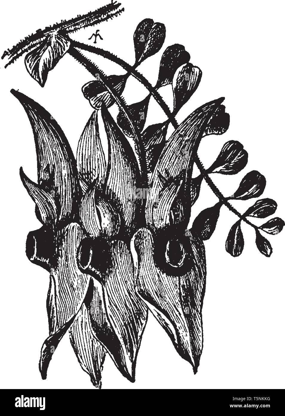 Legume family fabaceae Stock Vector Images - Alamy