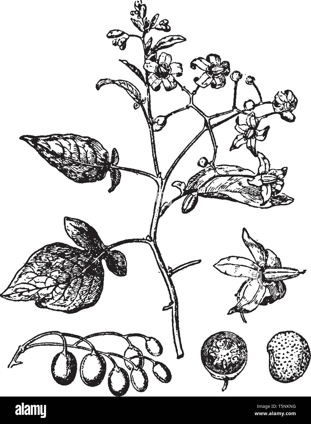 Fruit cluster flower Stock Vector Images - Alamy