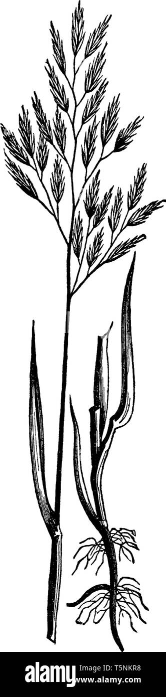 Red fescue grass hi-res stock photography and images - Alamy