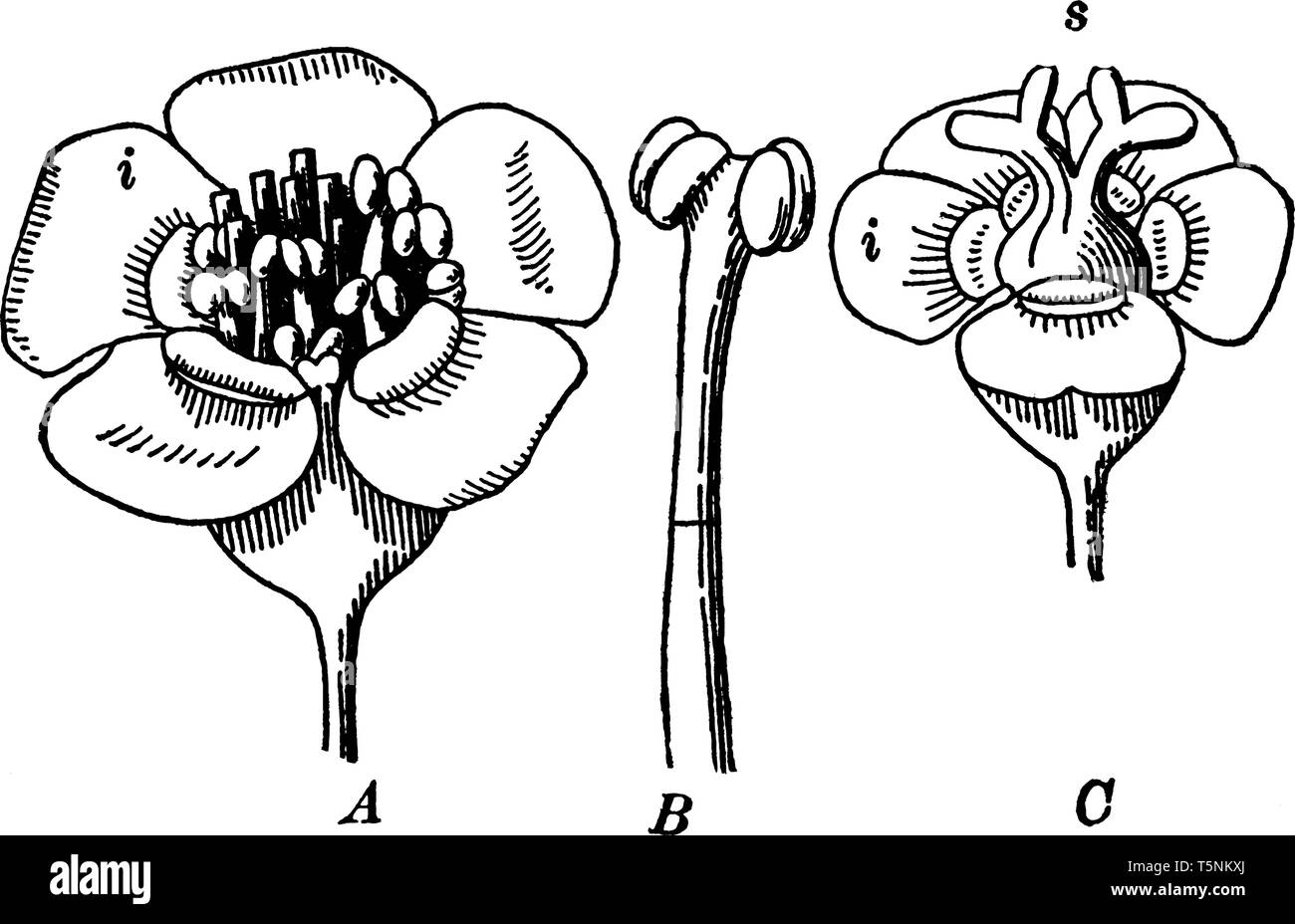 Stamin Stock Vector Images - Alamy