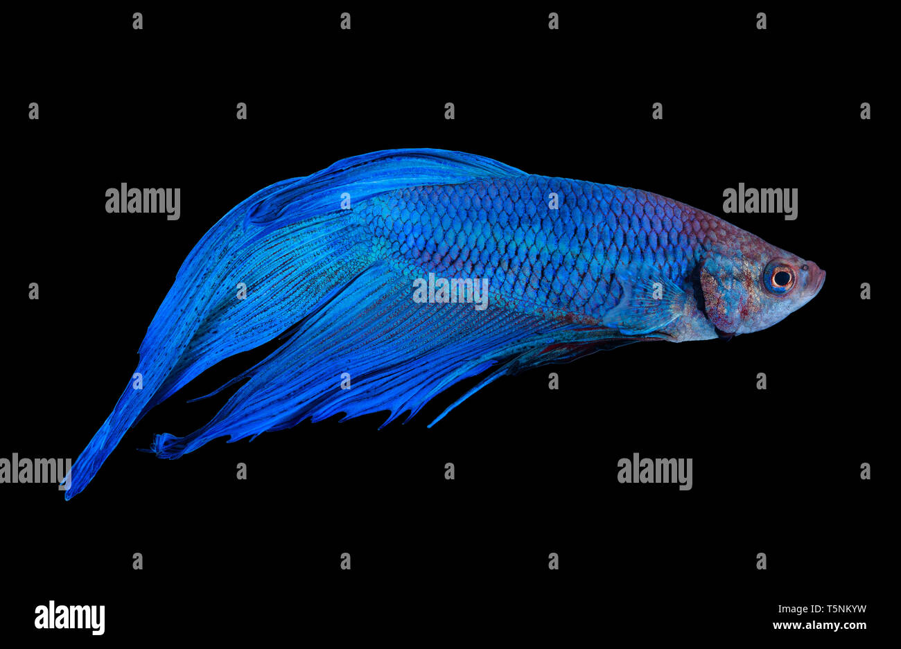 Blue siamese fighting fish hi-res stock photography and images - Alamy