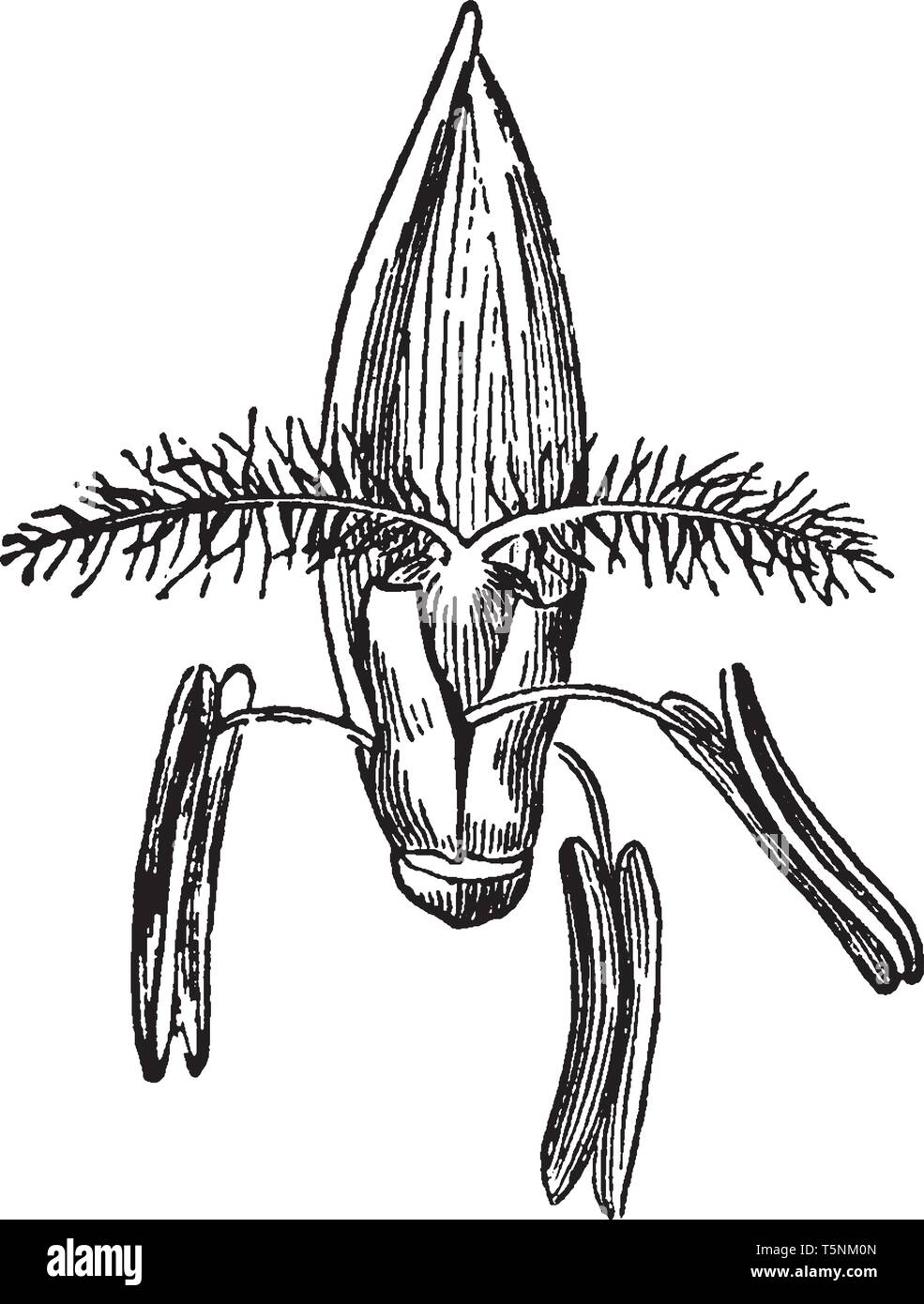 This pictures showing grass flowers bud, grow outside the stigma ...