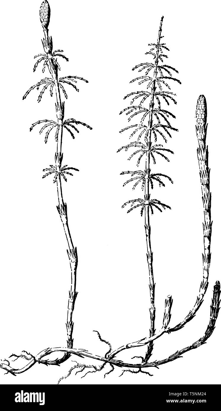 Central rush Stock Vector Images - Alamy