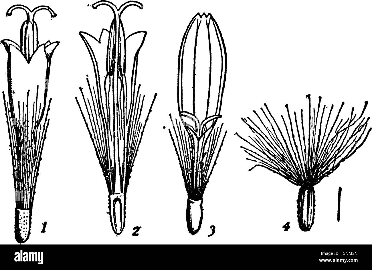Drawing of Groundsel Reproduction system, vintage line drawing or ...