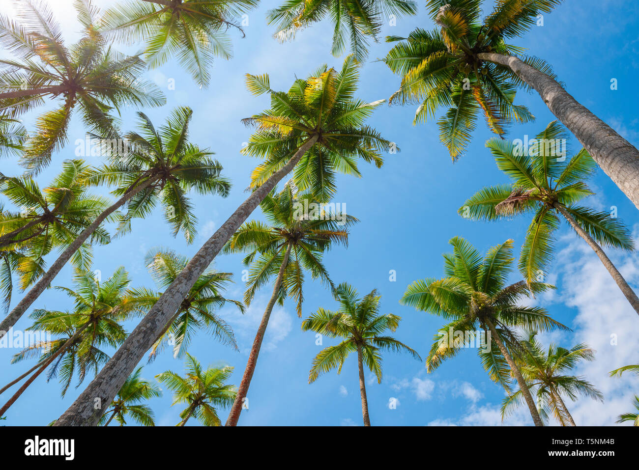 Exotic tropical palm trees at summer, view from bottom up to the sky at ...