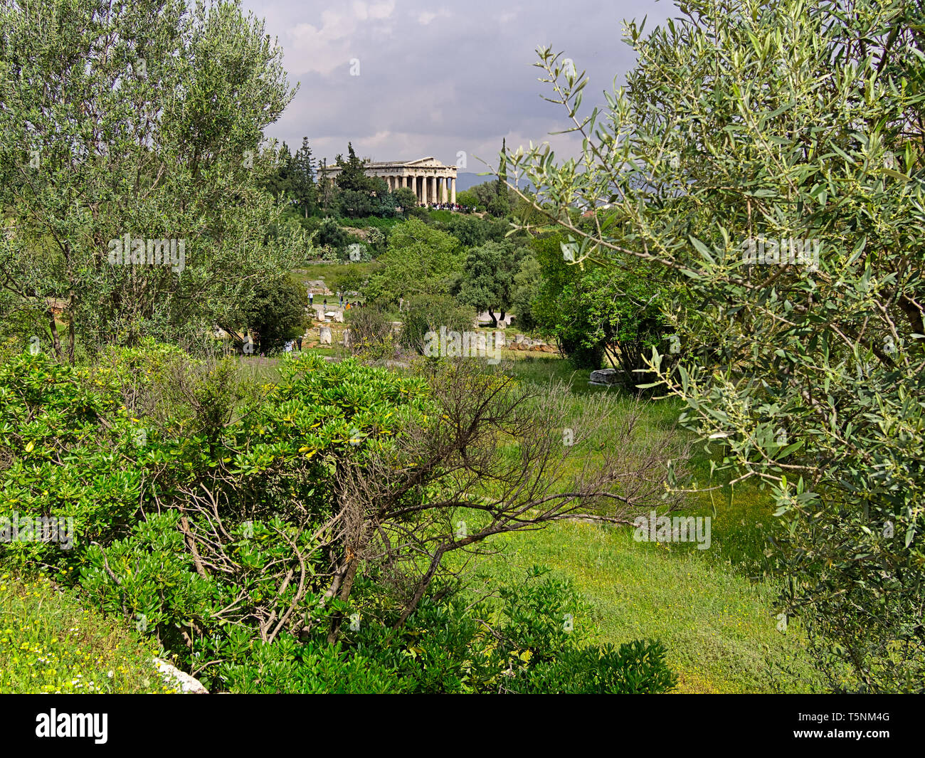 Temple of Hephaestus in Athens, Greece. Landscape with olive trees ...