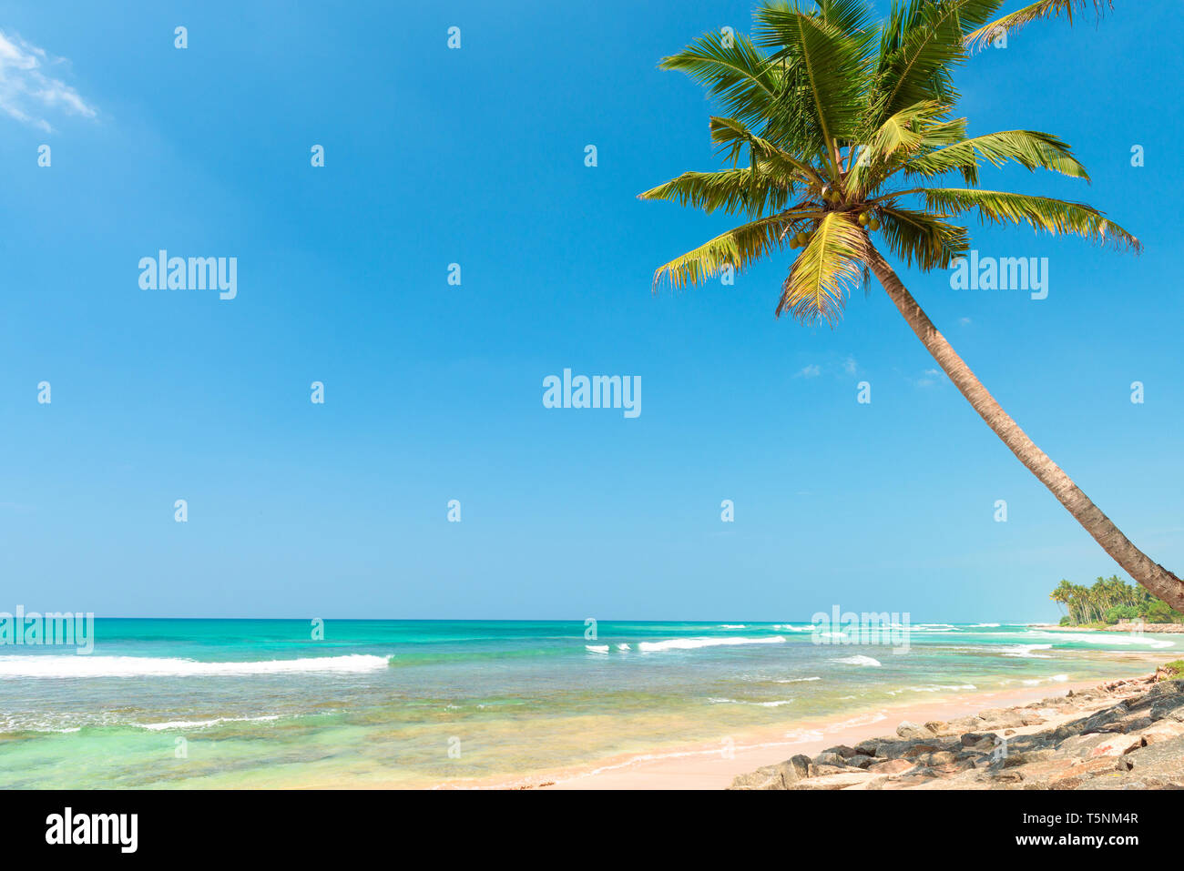 Palm tree on tropical ocean beach Stock Photo - Alamy