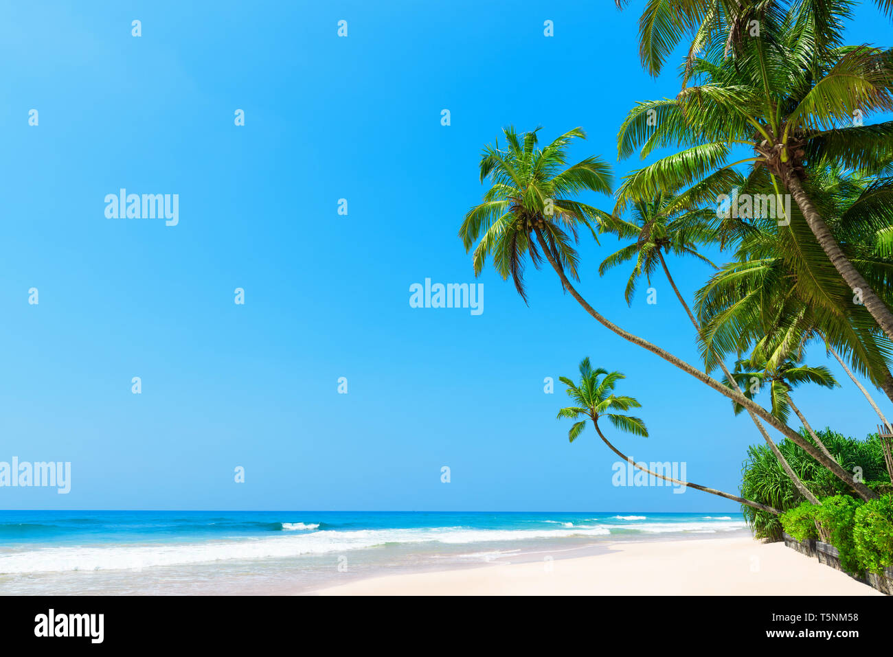 Beautiful tropical beach with coconut palm trees, idyllic clean ocean ...