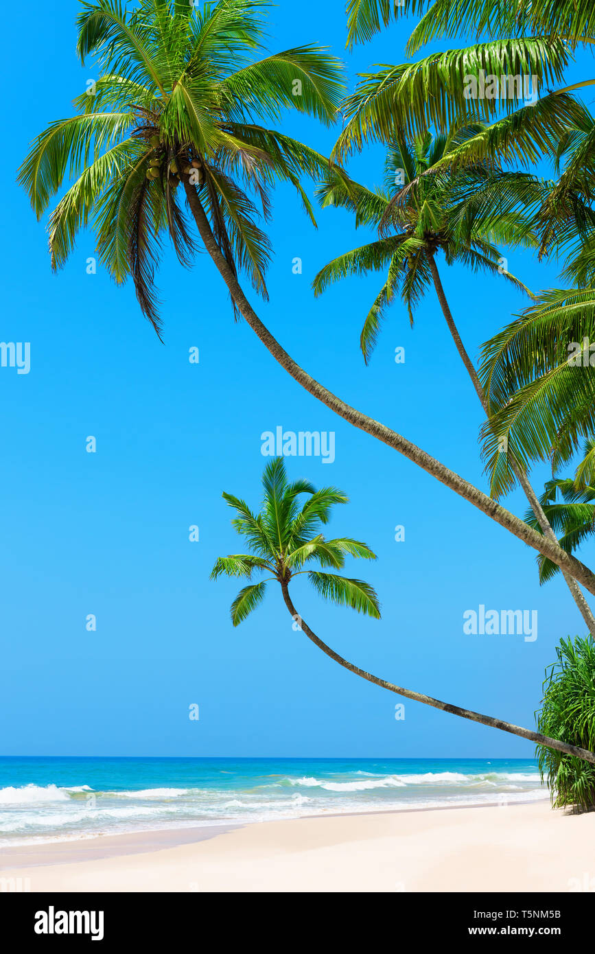 Idyllic clean tropical beach with white ocean sand and palm trees over ...