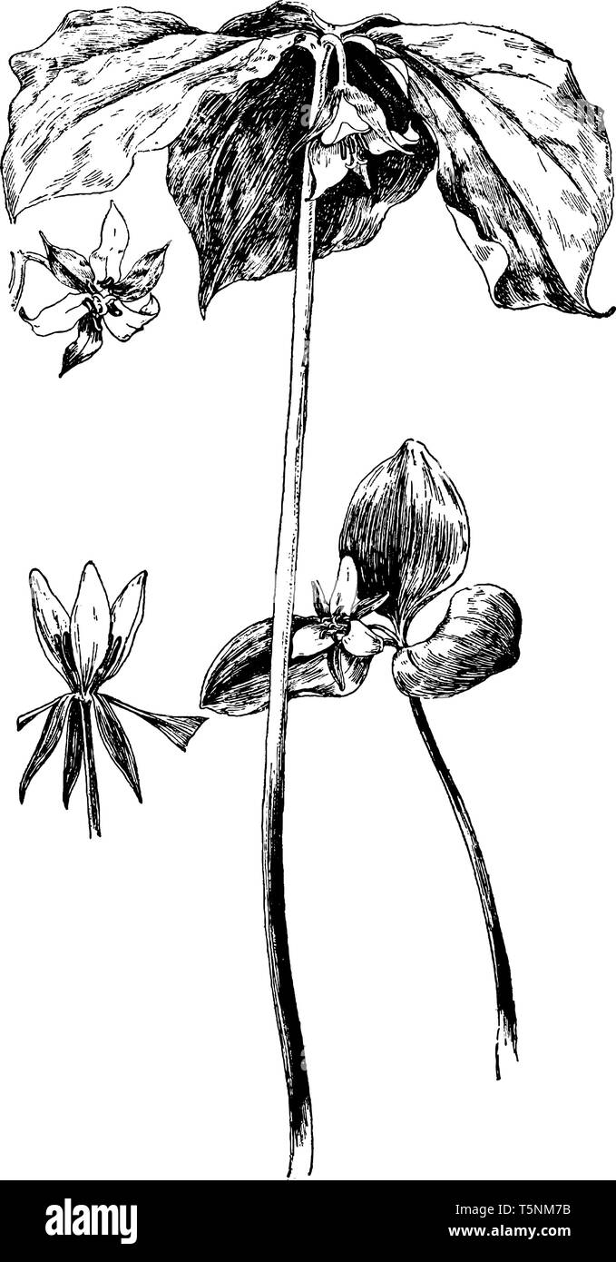 Trillium Flower Drawing