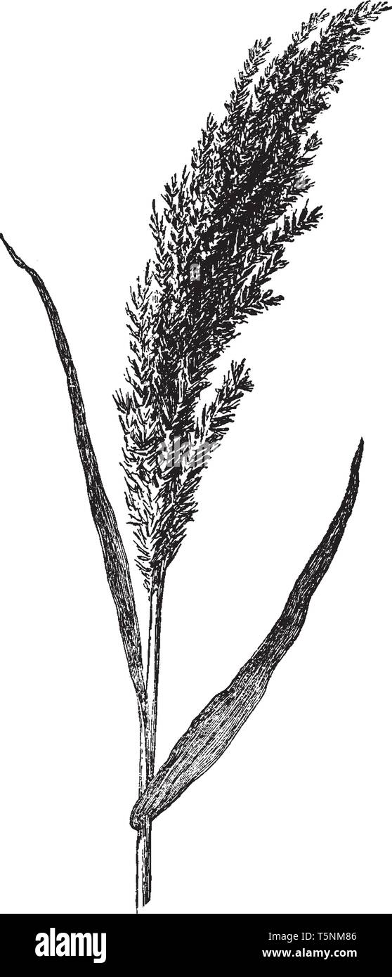 Long and clusters Stock Vector Images - Alamy