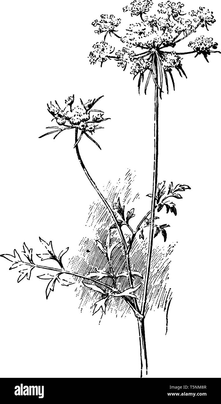 Small flower grows Black and White Stock Photos & Images - Alamy