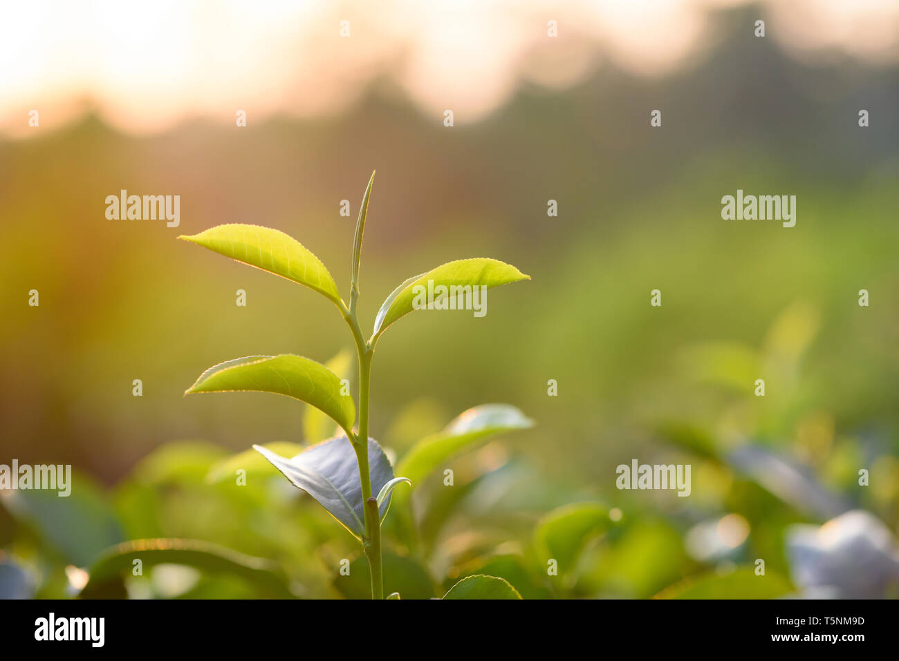 Tea bush with fresh tea leaves and bud on tea plantation at warm sunset ...