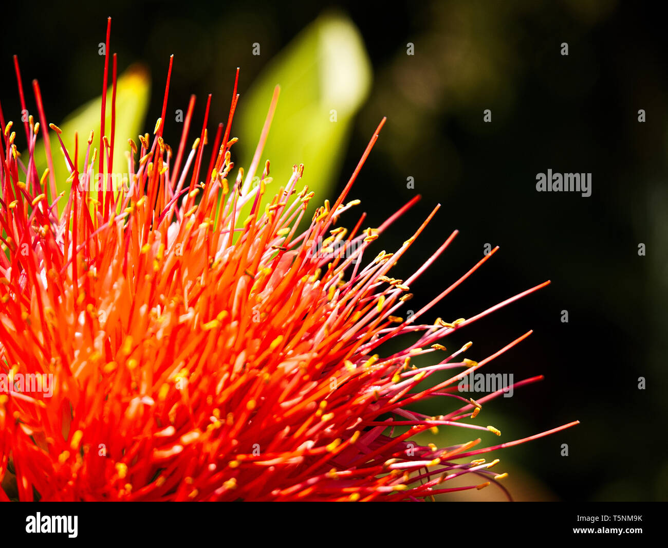 Blood flower hi-res stock photography and images - Alamy