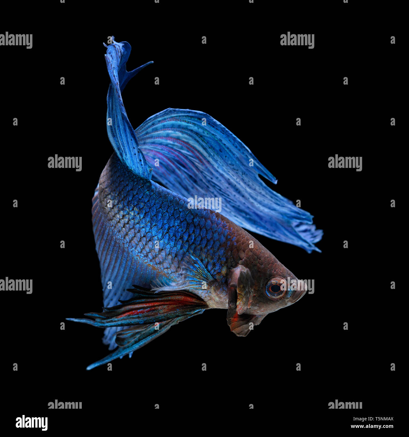 Blue siamese fighting fish hi-res stock photography and images - Alamy