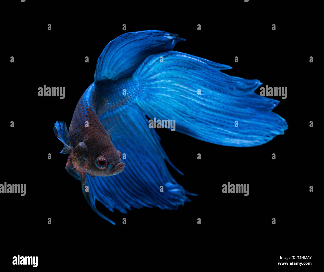 Blue siamese fighting fish hi-res stock photography and images - Alamy