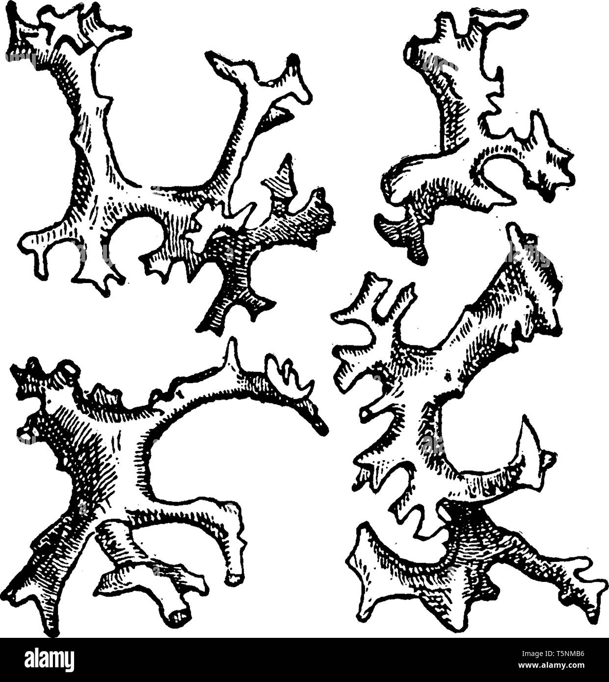 Silicious Stock Vector Images - Alamy