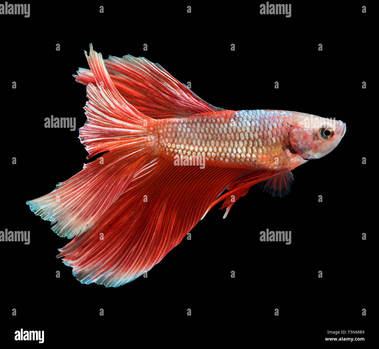 Red and white colored siamese fighting fish, betta splendens, isolated ...