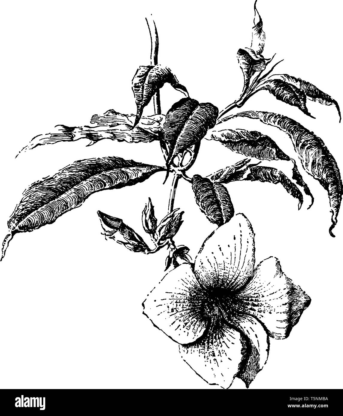 This picture is showing an allamanda flower. It is yellow color flower ...