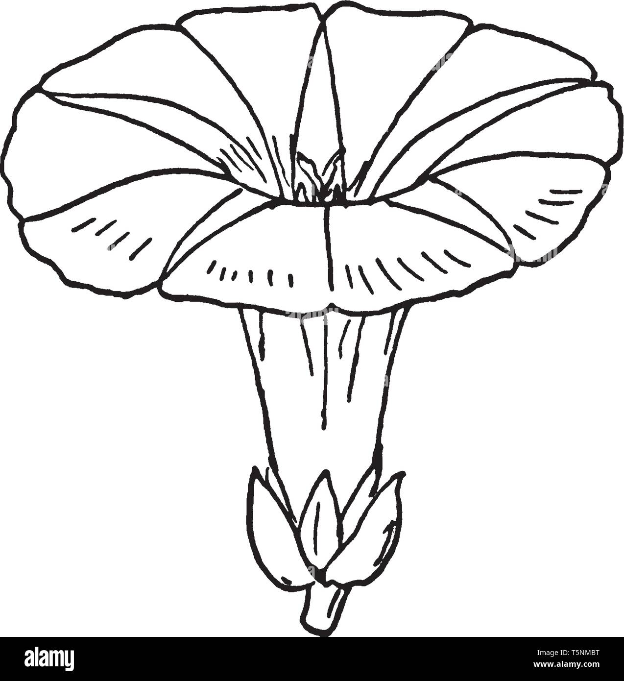 A picture is showing a flower of Convolvulus. They are usually ...