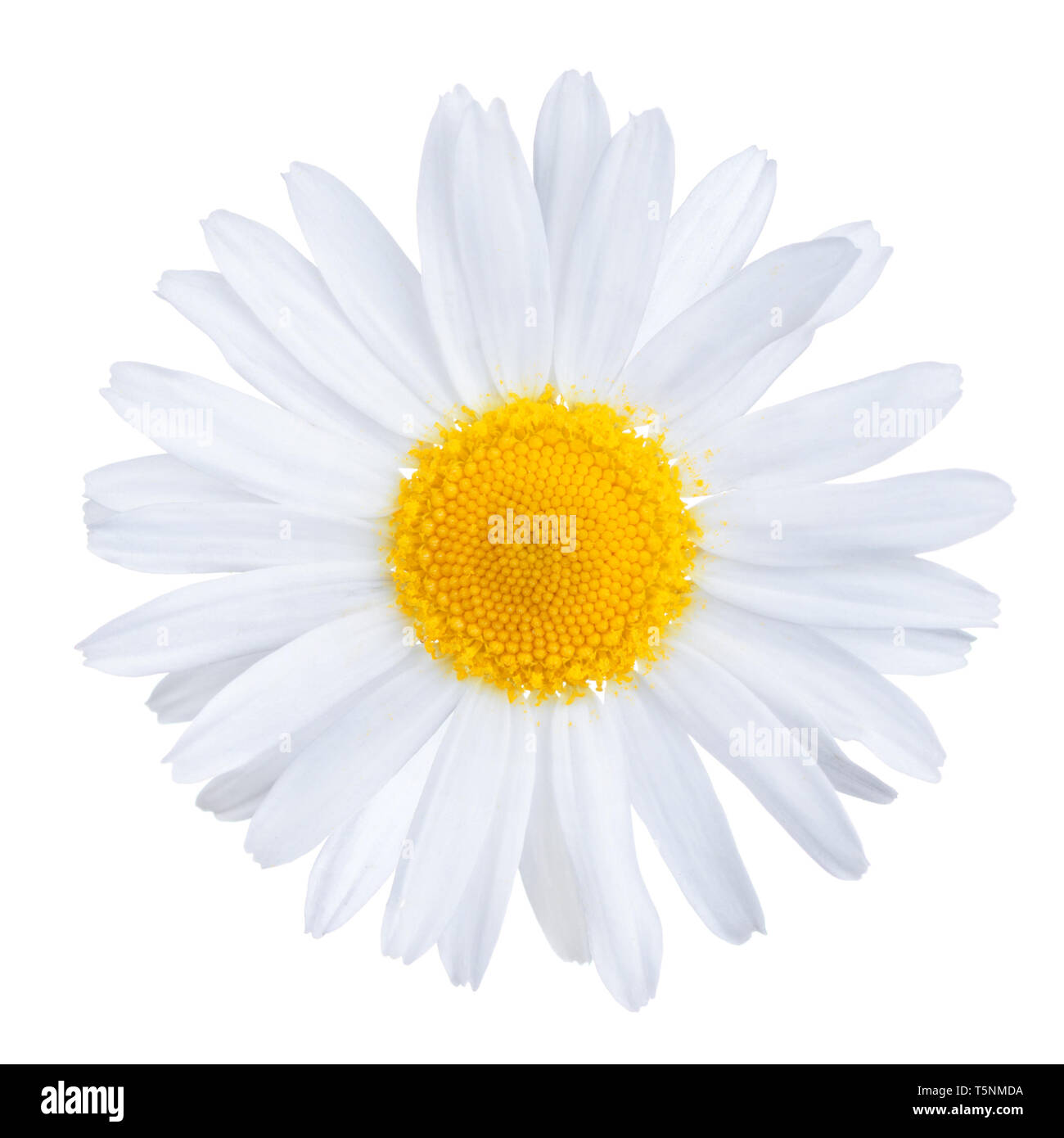Single medical chamomile flower, used in herbal tea, Matricaria ...
