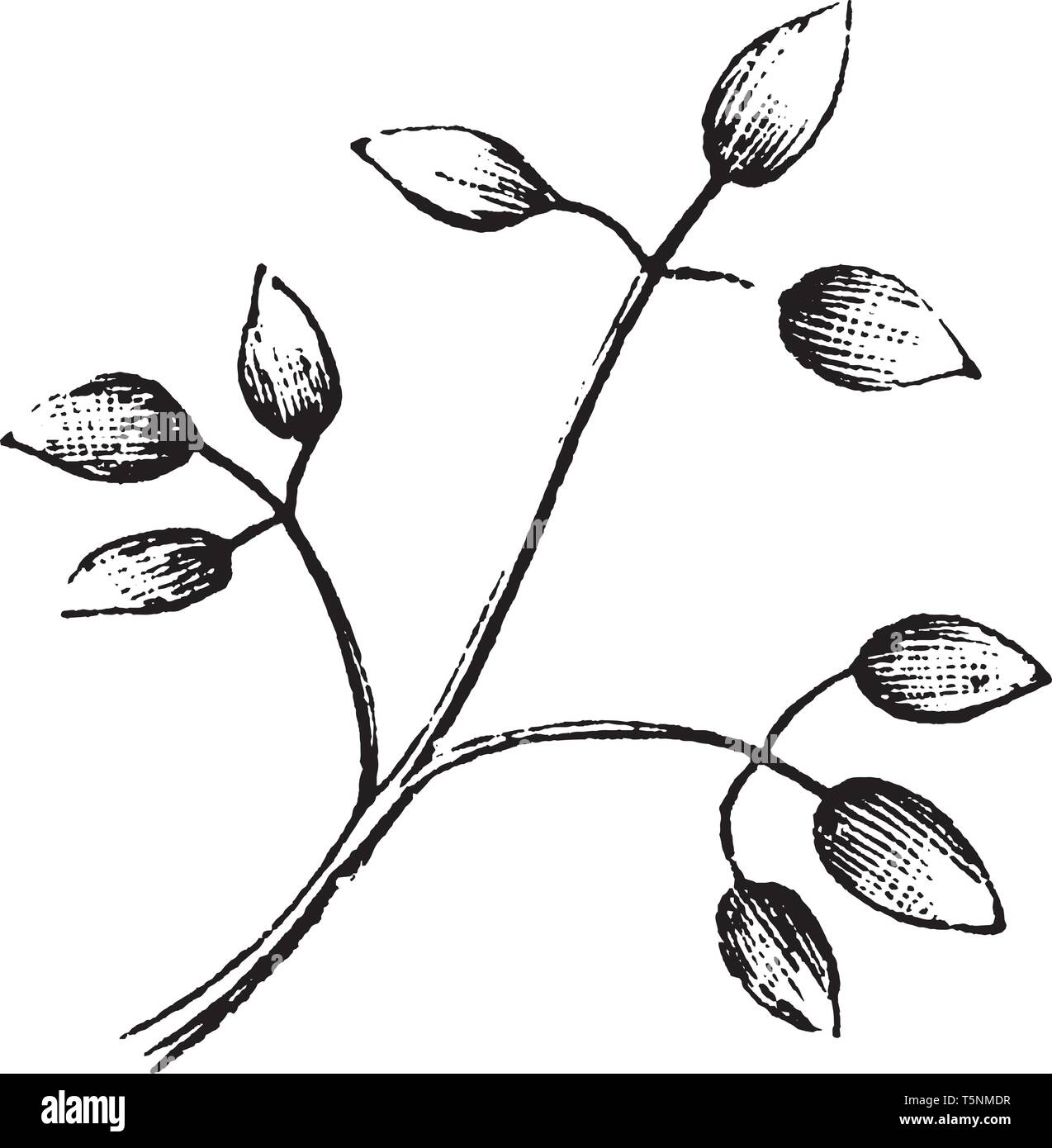 Stem size Stock Vector Images - Alamy