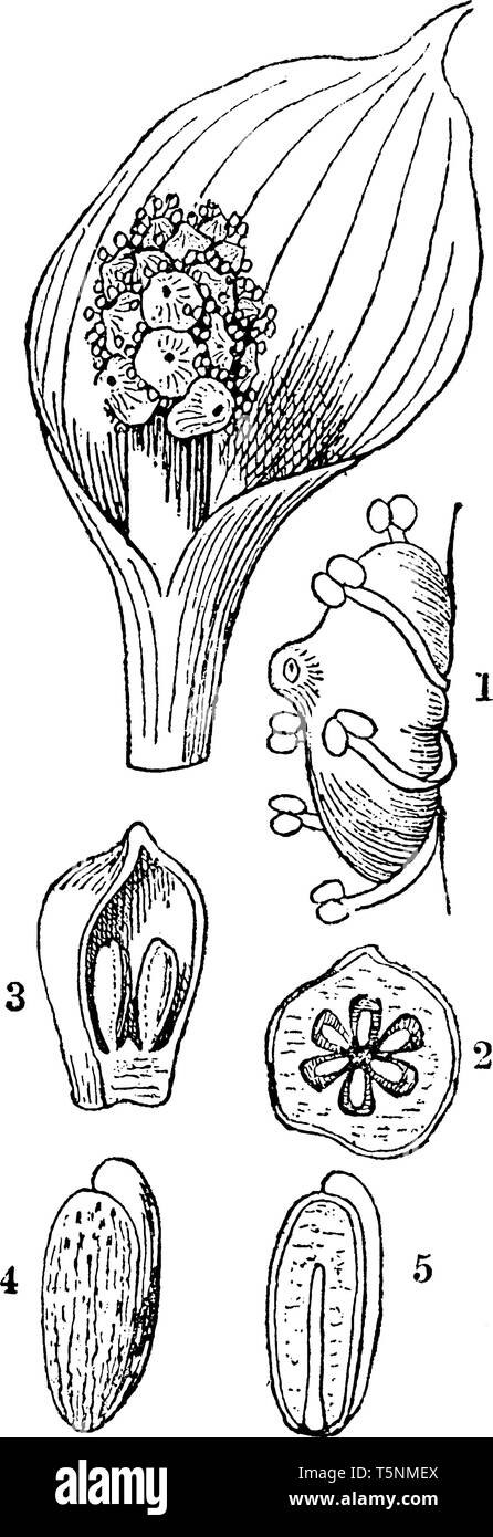 Poisonous leaves Black and White Stock Photos & Images - Alamy