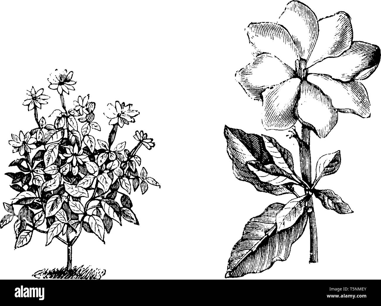 Plant tubes Stock Vector Images - Alamy