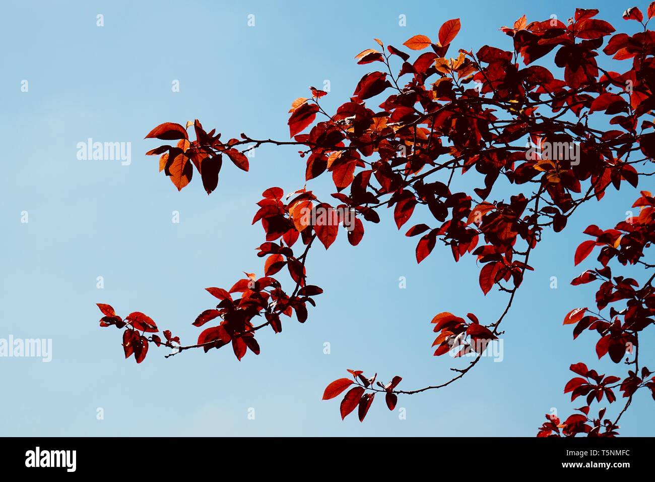 red tree leaves textured in autumn in the nature Stock Photo - Alamy