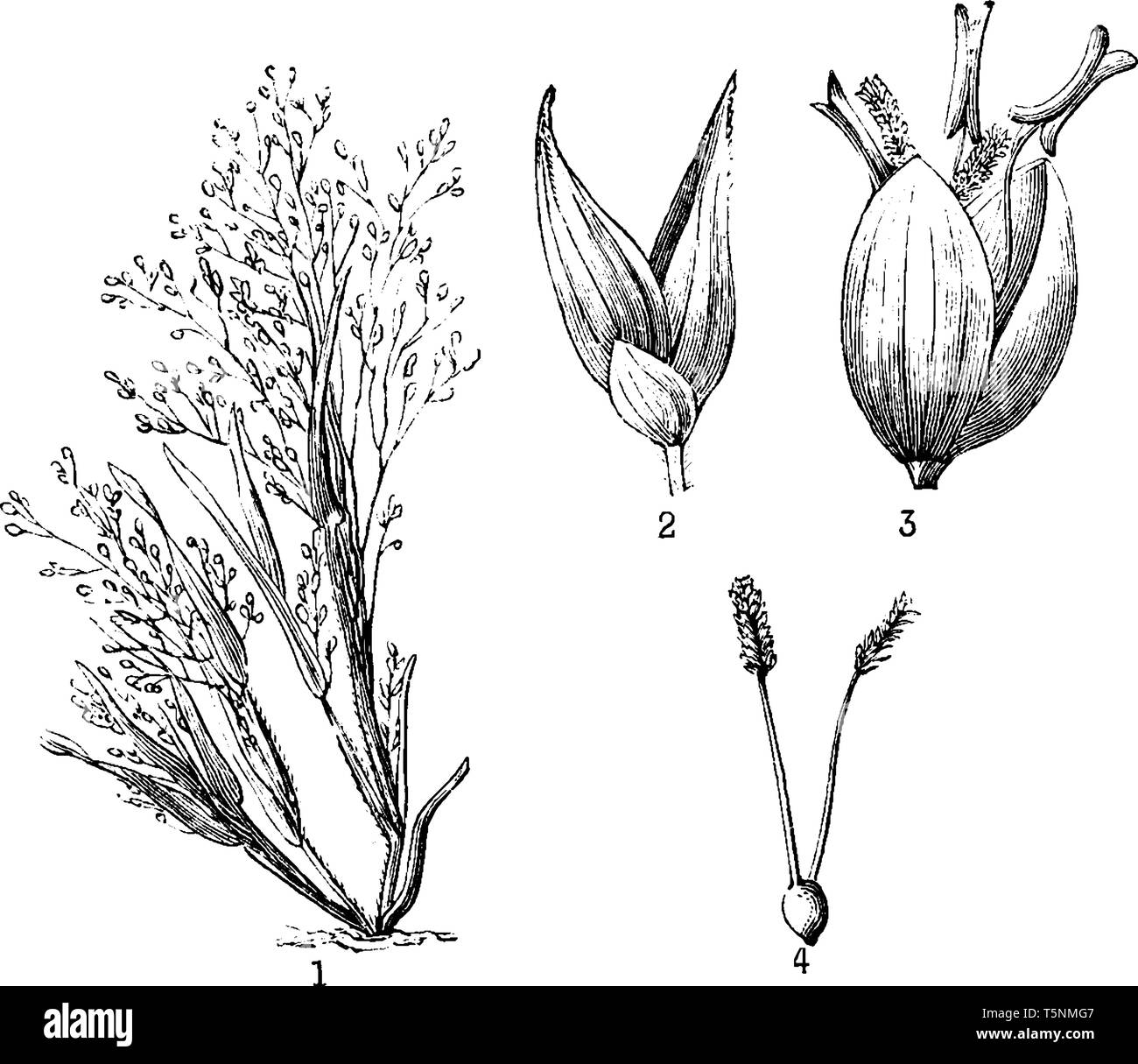 Panicum seeds Stock Vector Images - Alamy