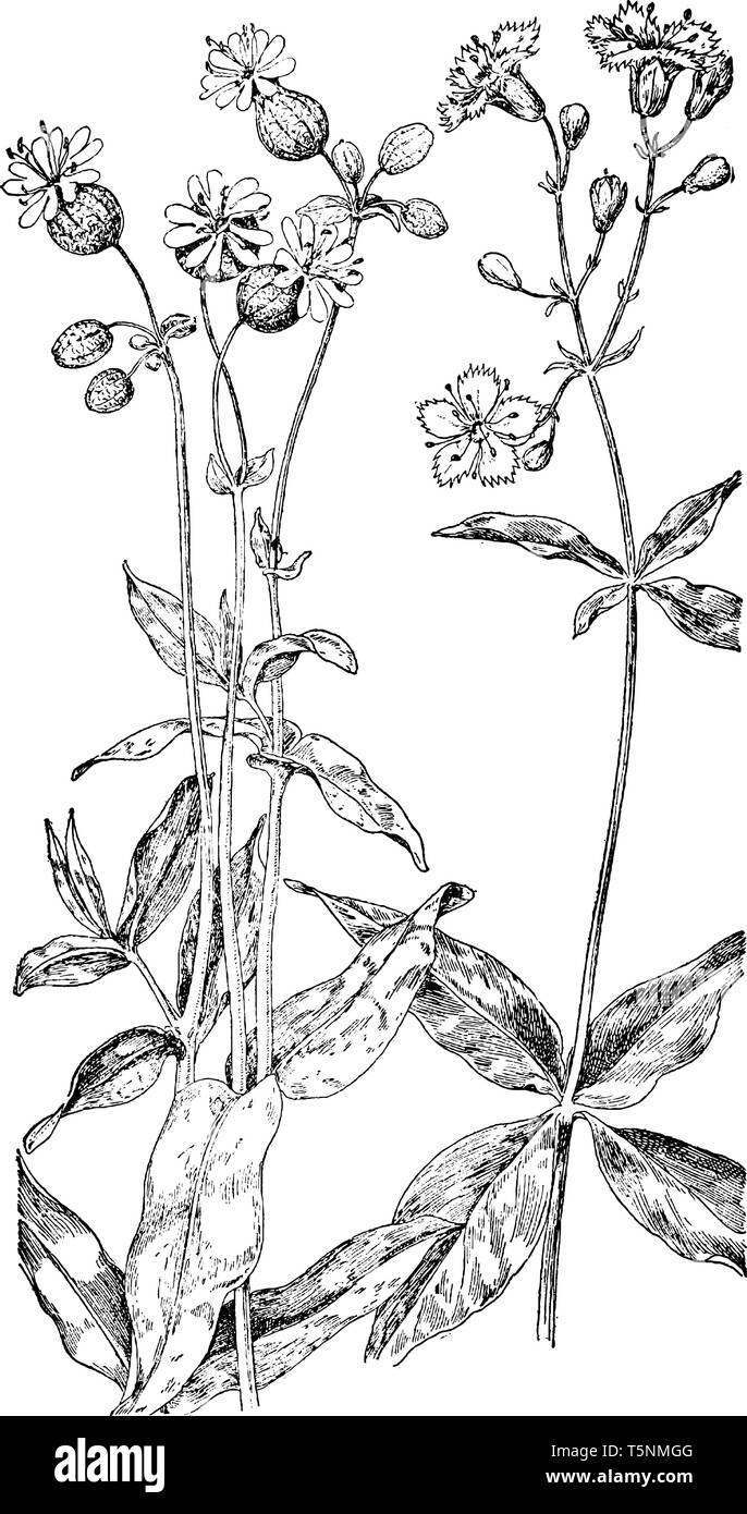 This picture is showing Bladder Campion and Starry Campion which are ...
