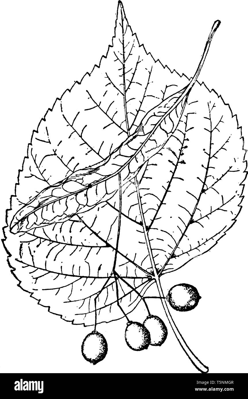The leaves of all the Tilia species are its look heart shape, vintage ...