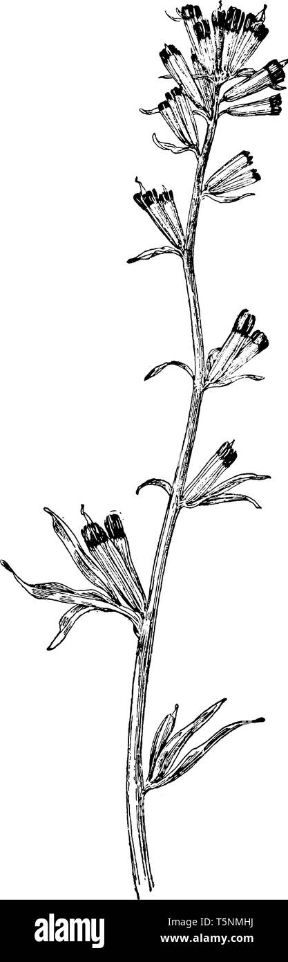 Drawing of figwort hi-res stock photography and images - Alamy