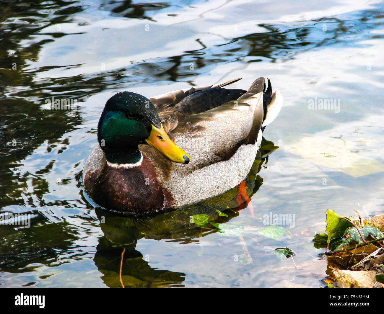 Beautiful posing duck in sunny weather. Duck in water Stock Photo - Alamy