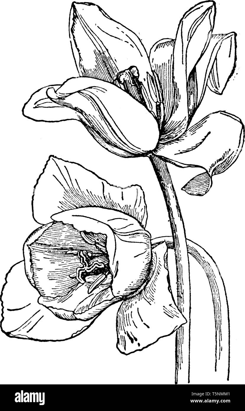 Open Tulip Drawing