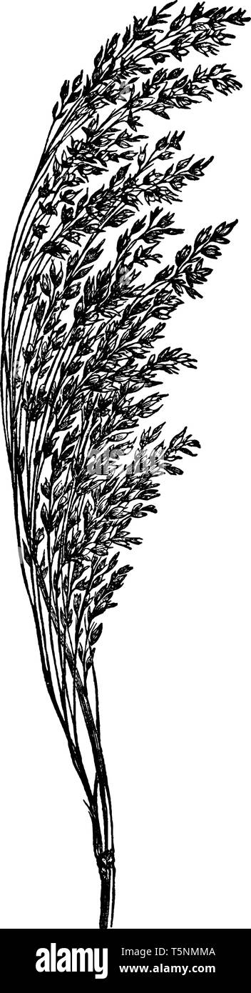 Common millet Stock Vector Images - Alamy