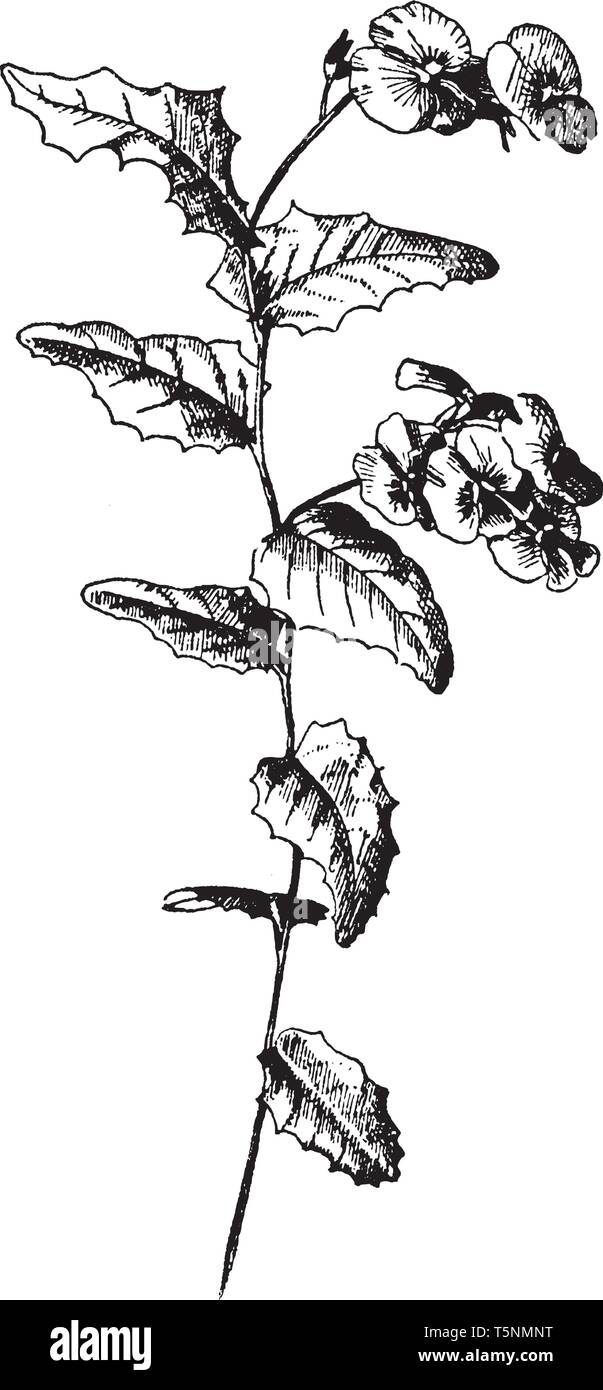 Shaped shrubs Cut Out Stock Images & Pictures - Alamy