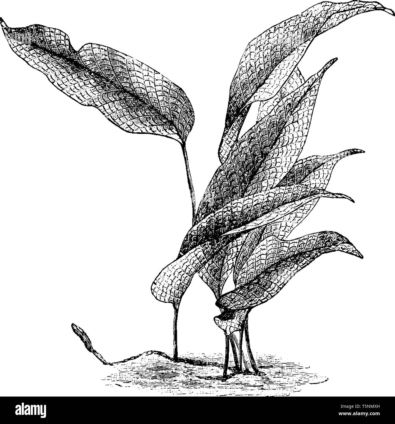 Picture shows the Polypodium Lingua Heteractis plant. Leaves are large ...