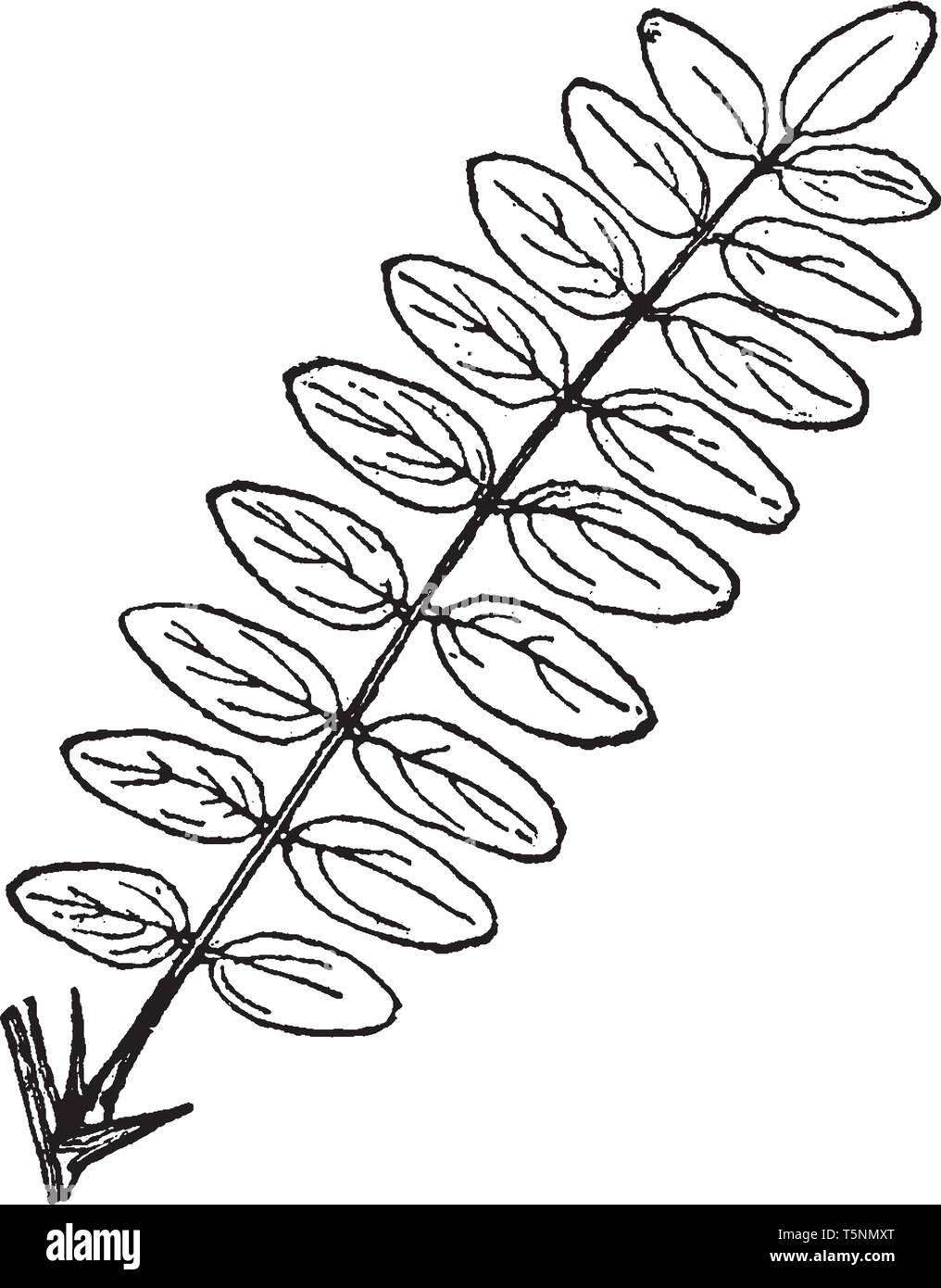 This is a compound leaf whose leaflets are arranged on both sides of a ...