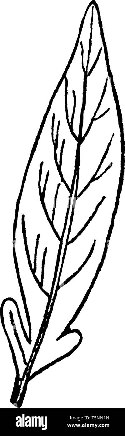 The bottom part of the leaf is lobed and lower part attach to petiole ...