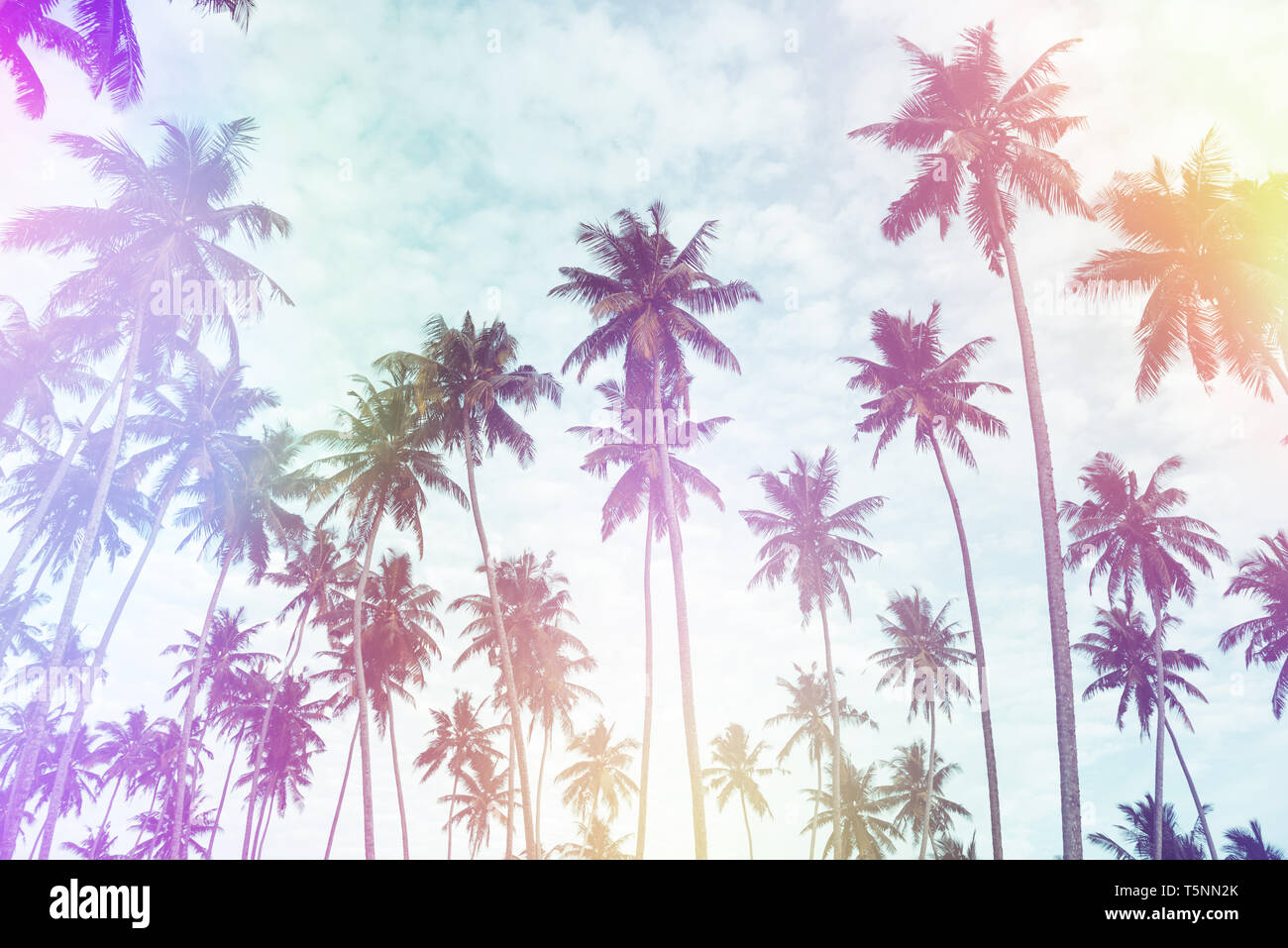 Coconut palm trees on tropical beach vintage nostalgic film color ...