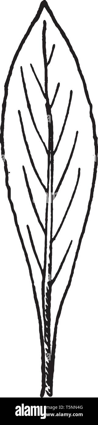 The Oblanceolate Leaf having a rounded apex and tapering base.It has ...