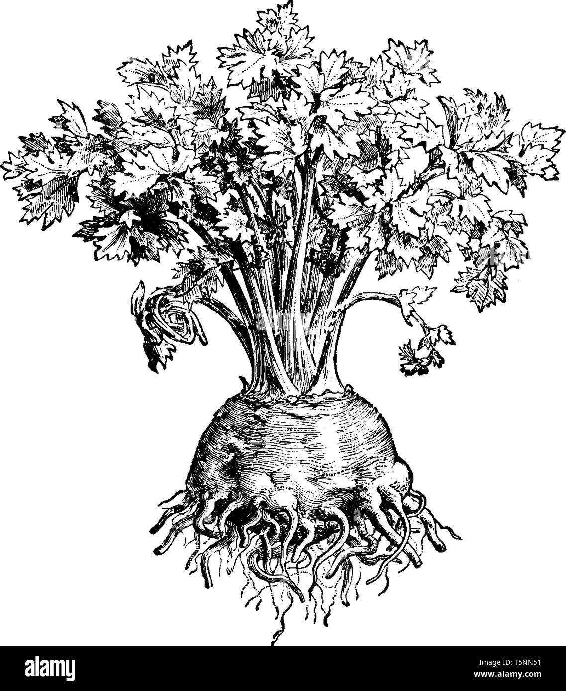 Kidney drawing Black and White Stock Photos & Images - Alamy