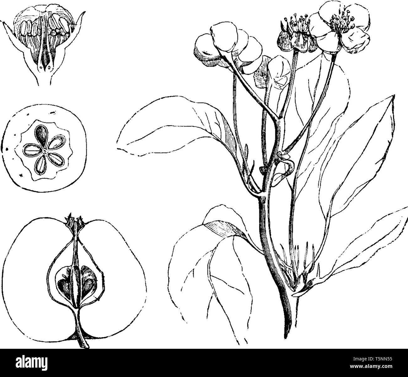 Native pear Stock Vector Images - Alamy