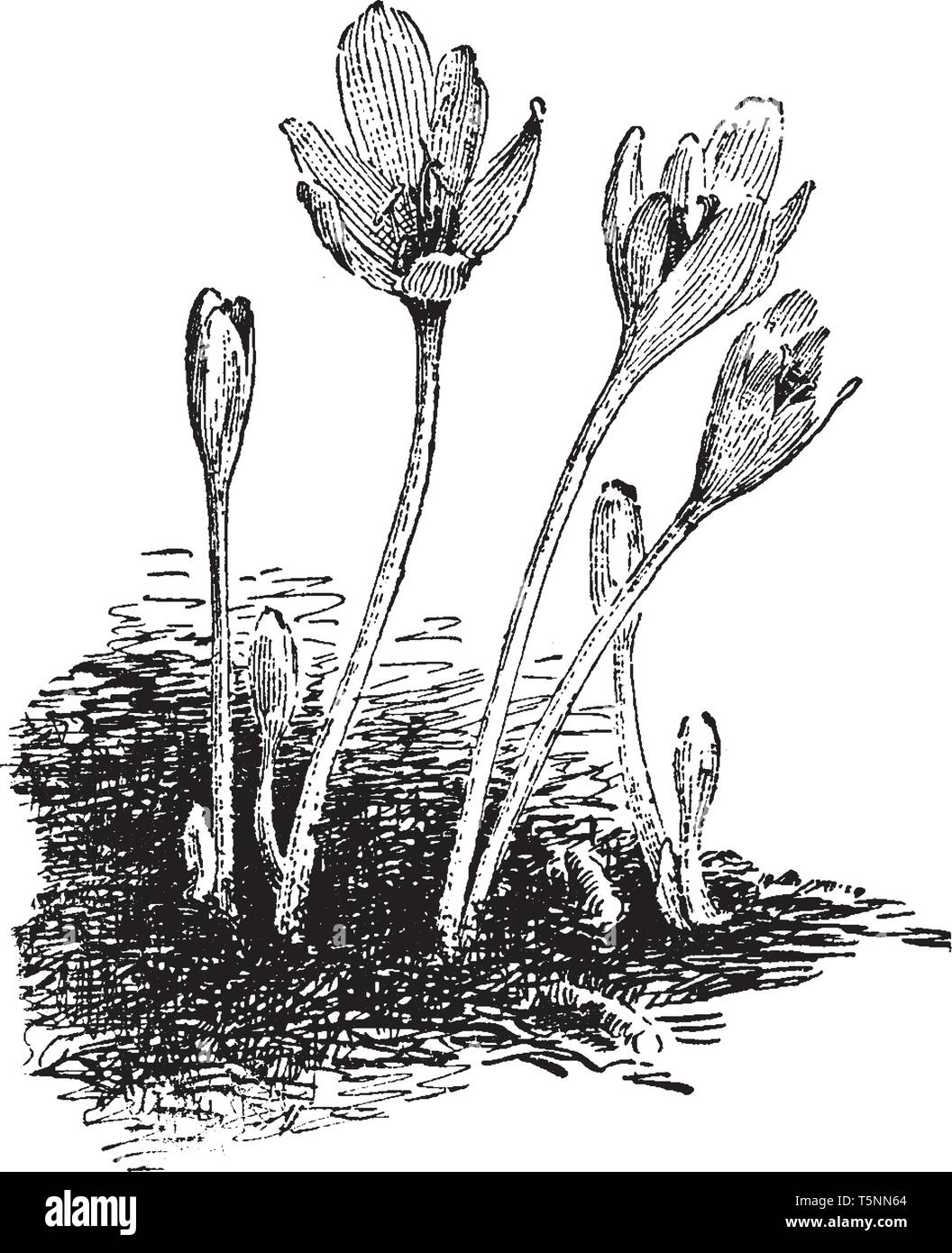 A chiefly fall-blooming perennial cormous herb placed in family ...