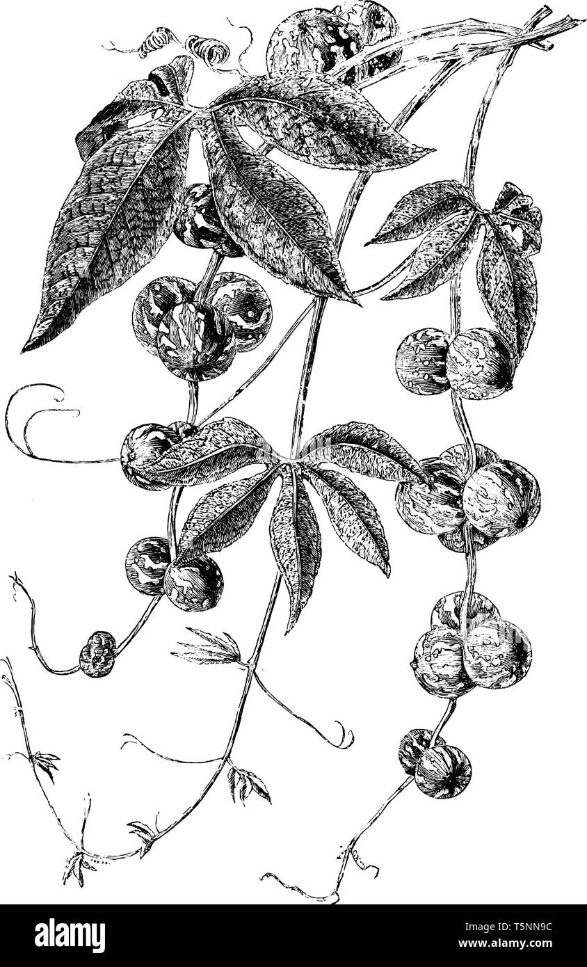 Bunch of five Black and White Stock Photos & Images - Alamy