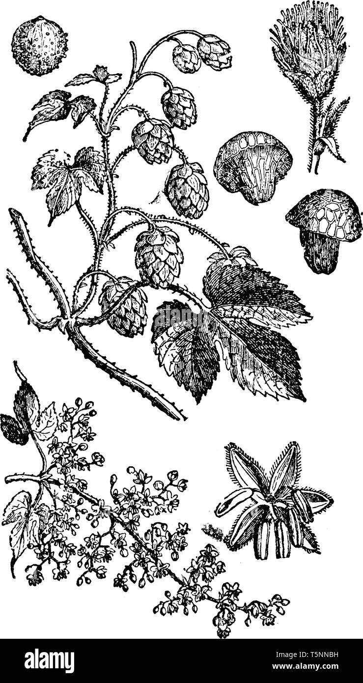 Is a small flowering Cut Out Stock Images & Pictures - Alamy